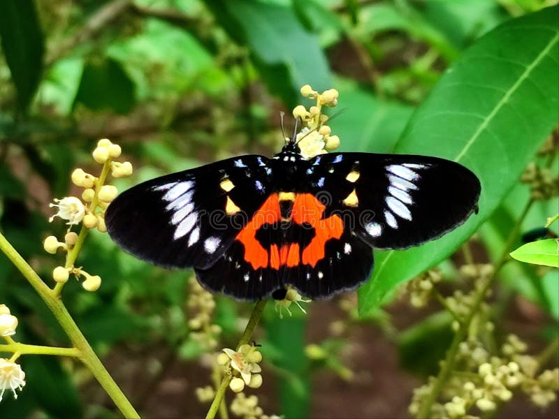 Black, Orange and White Butterfly Stock Photo - Image of butterfly ...