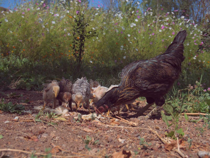 Black Organic Chicken Eating in the Garden with Its Chicks Stock Photo ...