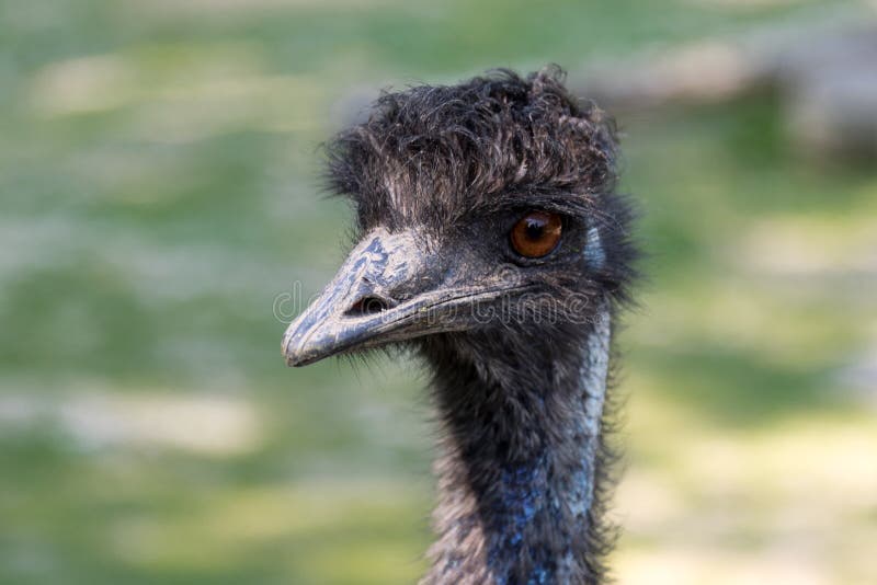 Black ostrich stock photo. Image of animals, ostrich - 55346622