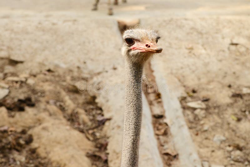Black ostrich in zoopark stock photo. Image of environemnt - 57646372