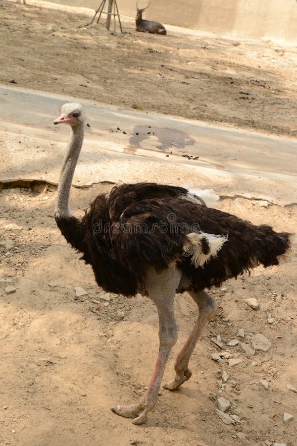 Black Ostrich Zoopark Stock Photos - Free & Royalty-Free Stock Photos ...