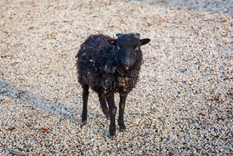 Black Ouessant Sheep Ewe - One of the Smallest Breeds of Sheep Stock ...