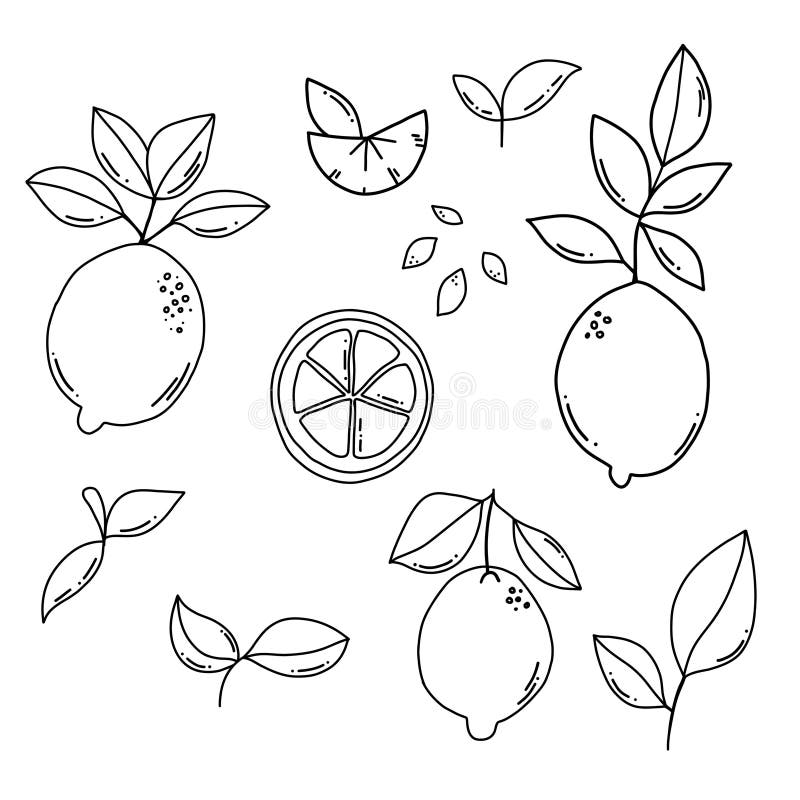 Lemons Outline Stock Illustrations – 850 Lemons Outline Stock ...