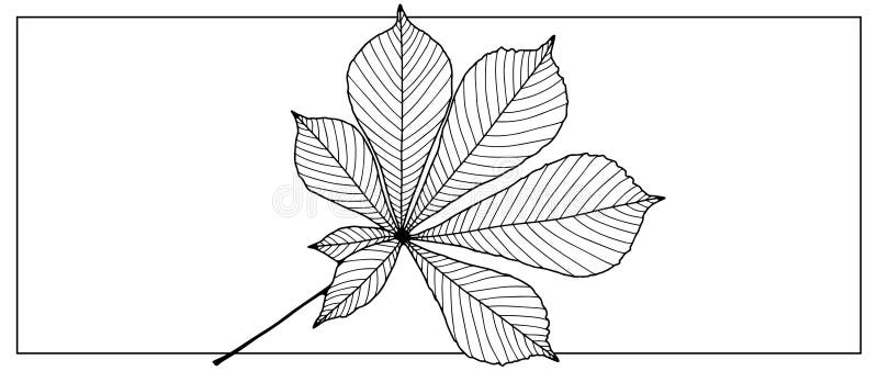 Black Outline of a Large Chestnut Leaf on a White Background. Stock ...