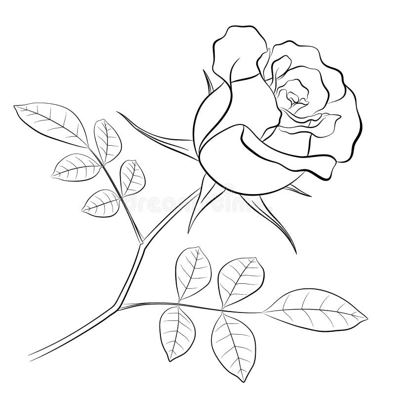 Simple Rose Drawing Outline With Stem - itsessiii Simple Rose Drawing Outline With Stem - itsessiii
