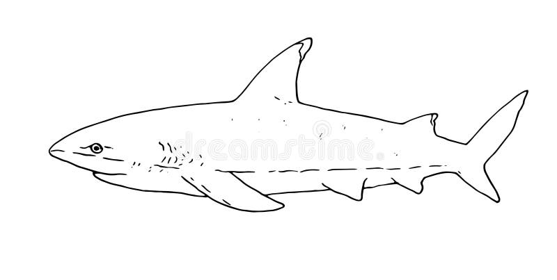 Mouth Shark Side View Stock Illustrations – 87 Mouth Shark Side View ...