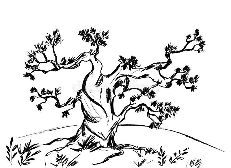 Black Outline of a Spreading Tree on a White Background Stock ...