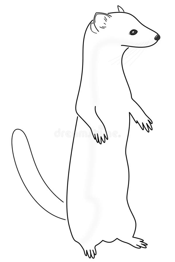 Black Ermine Stock Illustrations – 313 Black Ermine Stock Illustrations ...