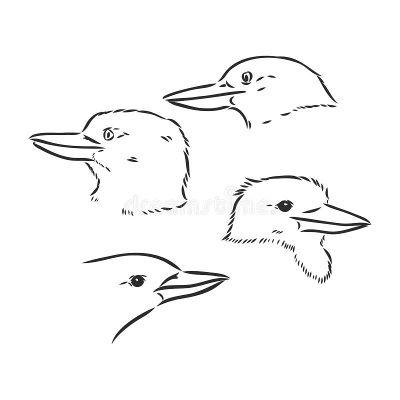 Drawing Kookaburra Line Stock Illustrations – 59 Drawing Kookaburra ...