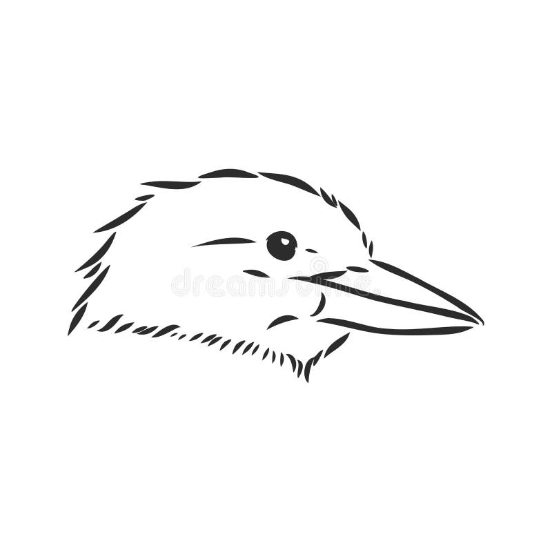 Drawing Kookaburra Line Stock Illustrations – 59 Drawing Kookaburra ...