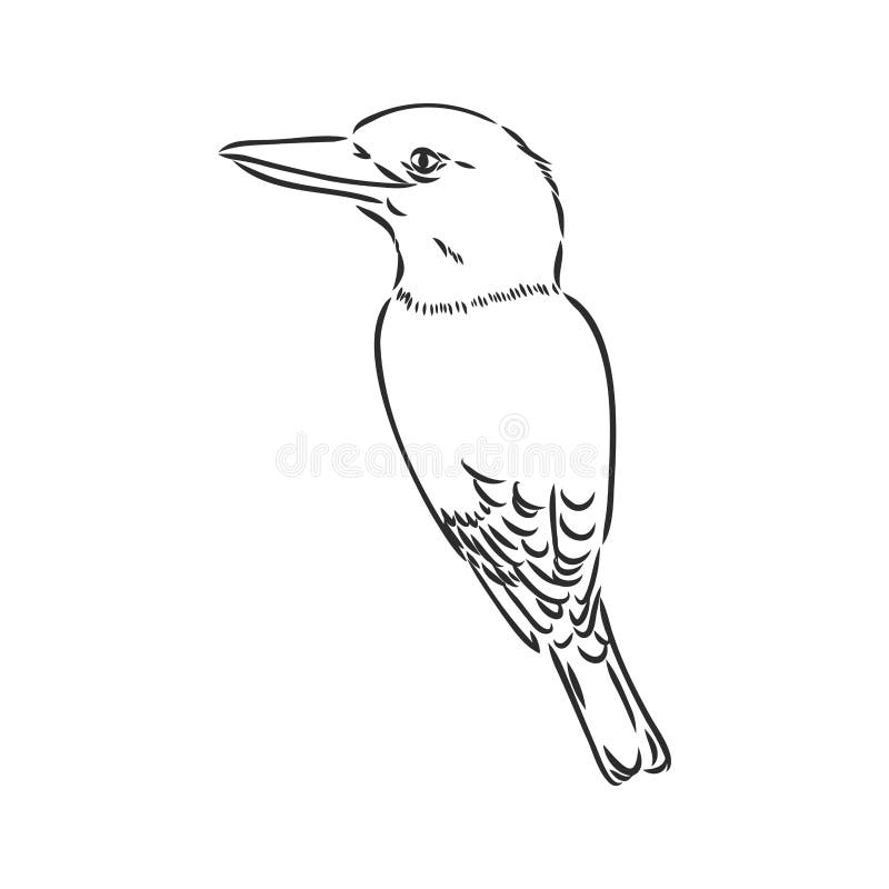 Drawing Kookaburra Line Stock Illustrations – 84 Drawing Kookaburra ...