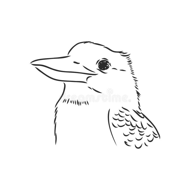 Cartoon Kookaburra Stock Illustrations – 137 Cartoon Kookaburra Stock ...