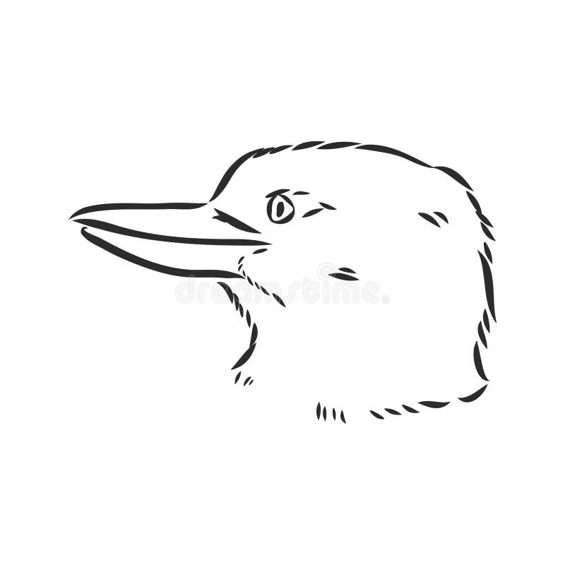 Drawing Kookaburra Line Stock Illustrations – 57 Drawing Kookaburra ...