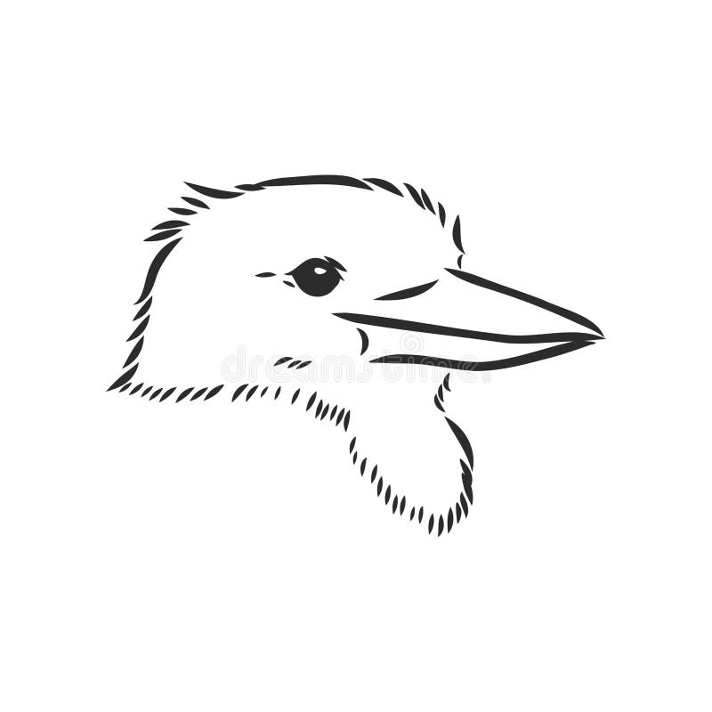 Drawing Kookaburra Line Stock Illustrations – 97 Drawing Kookaburra ...