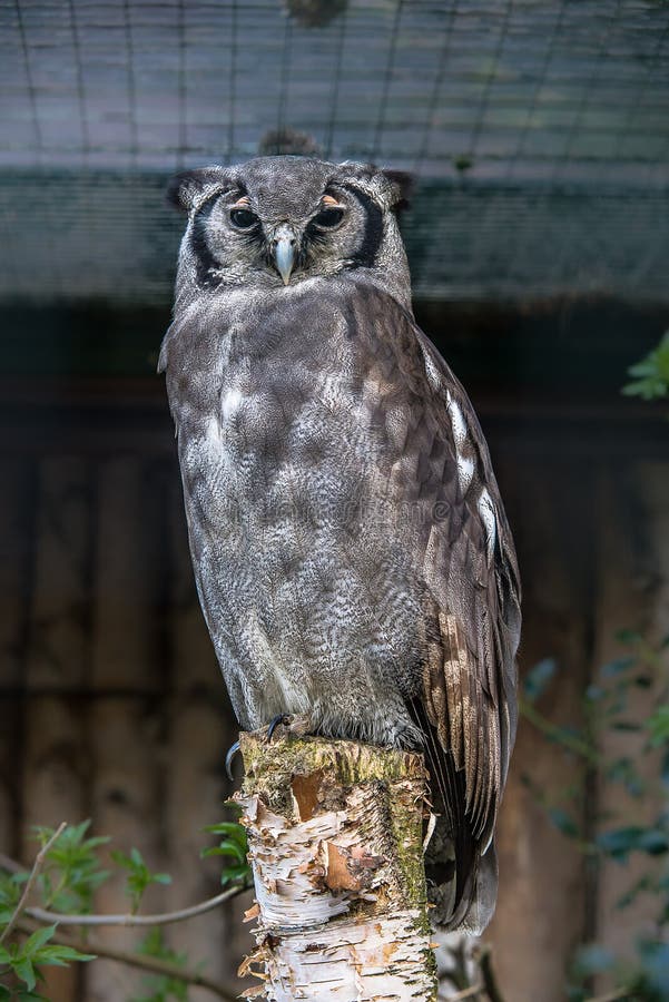A Black Owl Perched on a Tree Trunk Stock Photo - Image of wing ...