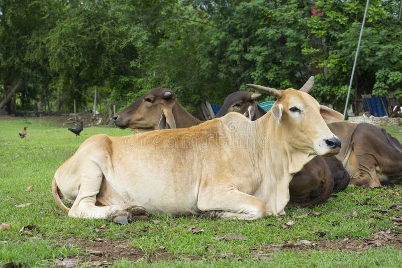 Black ox in a farm stock photo. Image of green, male - 124028578