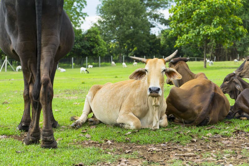 Black ox in a farm stock photo. Image of mammal, meadow - 124028644