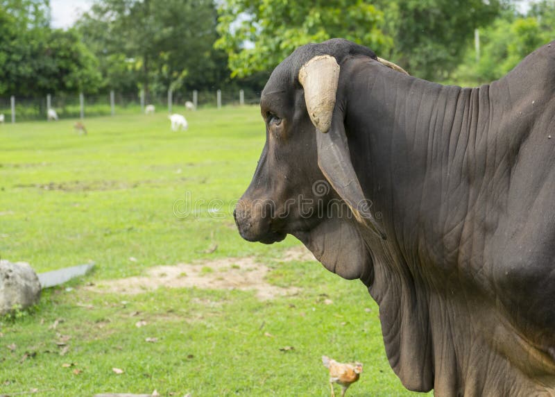 Black ox in a farm stock image. Image of chiang, field - 124028713