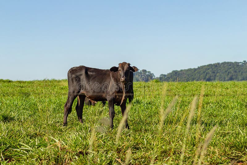 A Black Ox in the Fenced Pasture. Stock Image - Image of agronomy ...