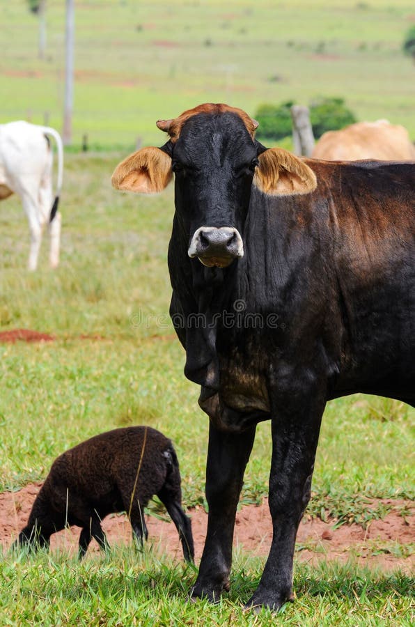 Black Ox and Other Farm Animals Stock Image - Image of bovine, black ...