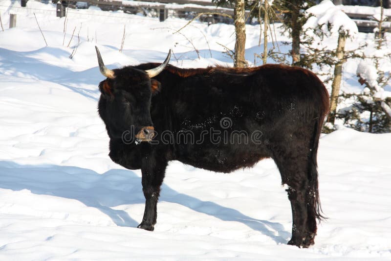 Black ox stock image. Image of winter, standing, farm - 50345151