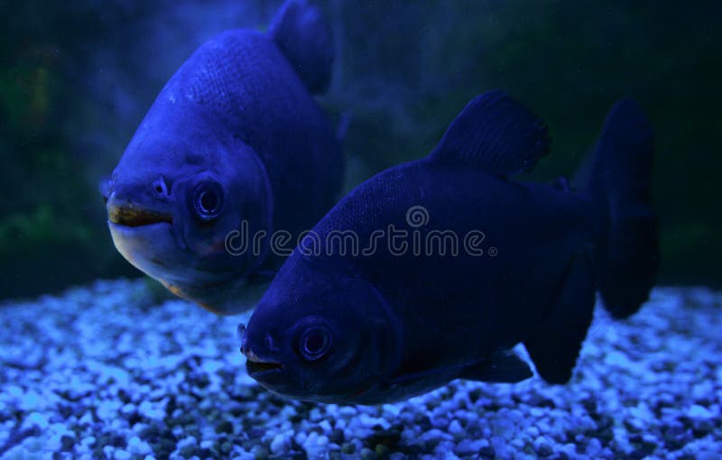 Pacu fish stock photo. Image of species, macropomum, pacu - 53747572
