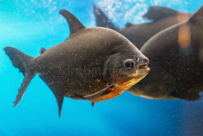 Black Pacu Fish Colossoma Macropomum Swims in the Aquarium Stock Image ...