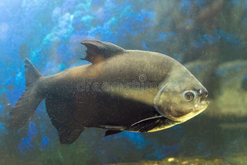 Black Pacu Fish Colossoma Macropomum Swims in the Aquarium Stock Image ...