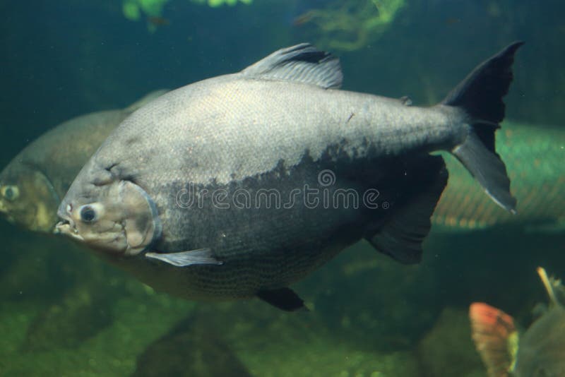 Tambaqui Colossoma Macropomum, Also Known As The Black Pacu, Black ...