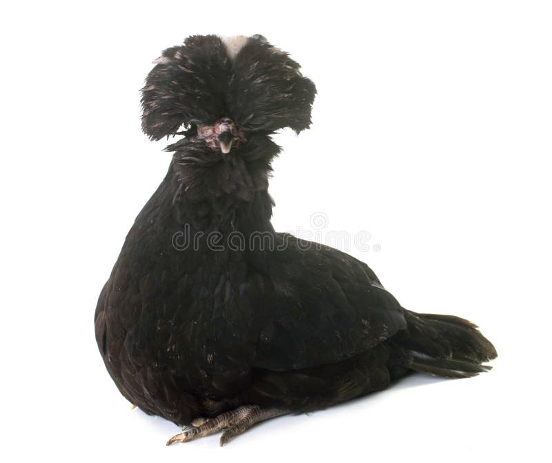 Black Padovana chicken stock photo. Image of background - 87893522