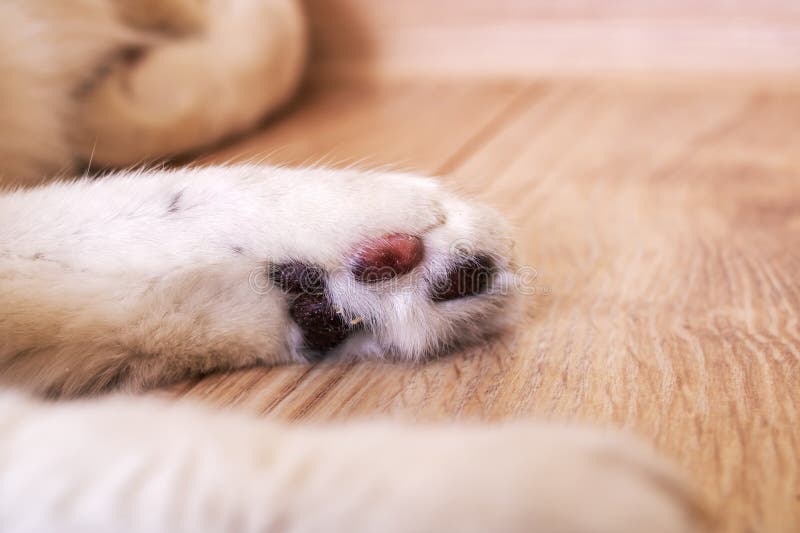Black Pads on the Cat S Paw Closeup Stock Image - Image of pattern ...