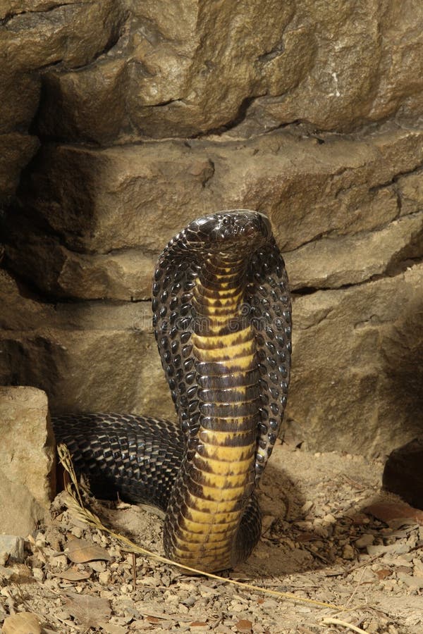 Black Pakistan Cobra stock image. Image of killer, snake - 26061573