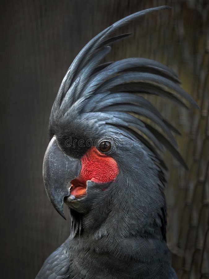Black palm cockatoo. stock photo. Image of grey, beak - 295544598