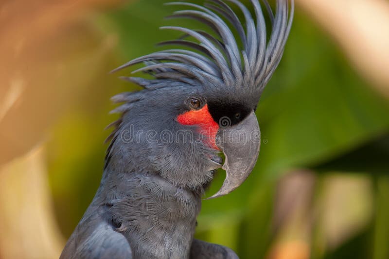 Black Palm Cockatoo stock image. Image of park, exotic - 41581803