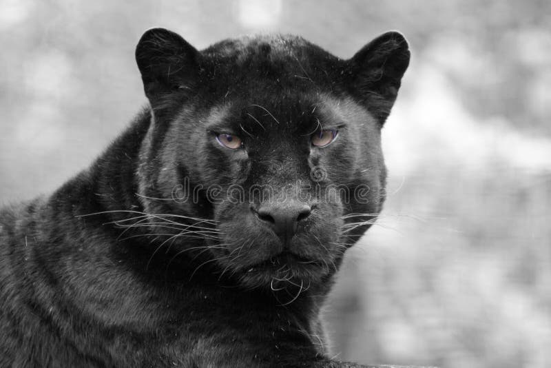 25,762 Panther Stock Photos - Free & Royalty-Free Stock Photos from ...