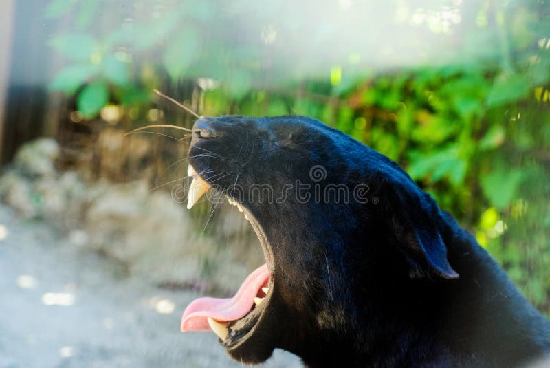 315 Black Panther Snarling Photos - Free & Royalty-Free Stock Photos ...