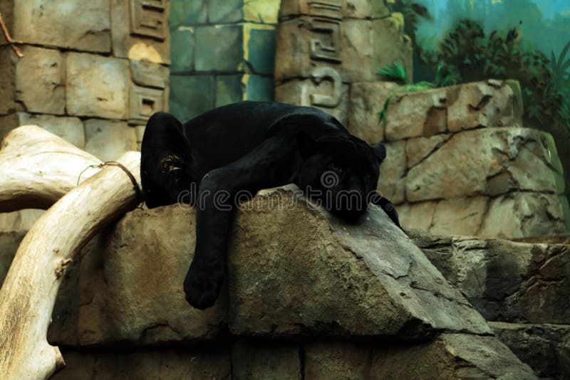 Black panther stock image. Image of wild, sleep, strength - 4195987