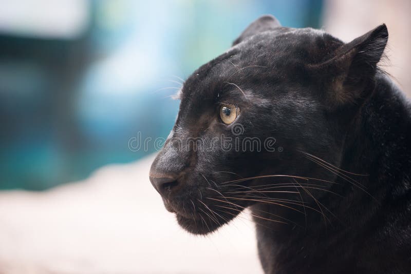 Panther Growling Side View