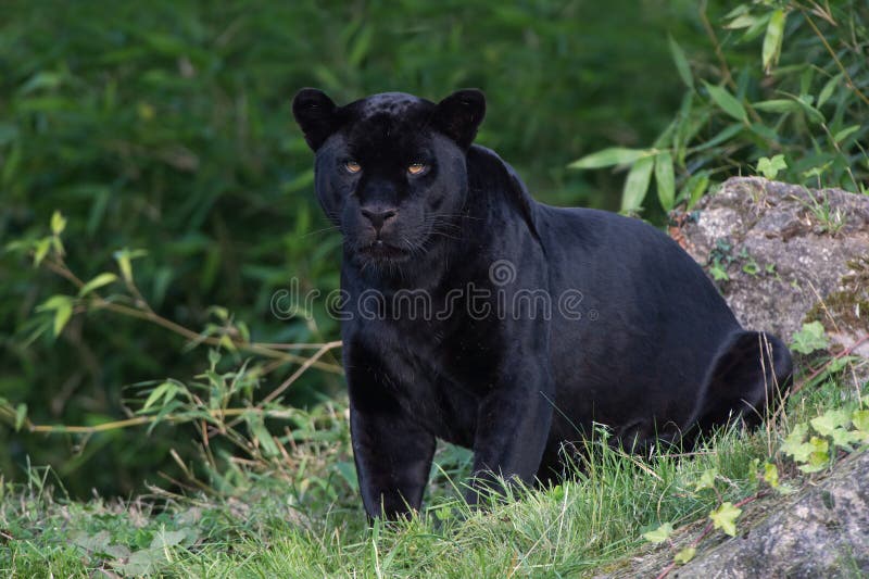 Melanistic Jaguar