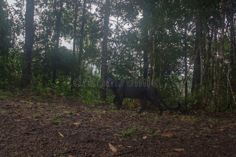 Black Panther or Black Leopard in the Forest Stock Image - Image of ...