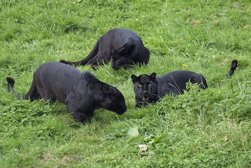 Black Panther, Panthera Pardus, Adult Snarling, in Defensive Posture ...