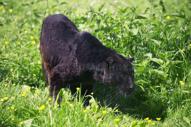 Black Panther, Panthera Pardus, Adult Snarling, in Defensive Posture ...