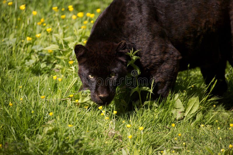 Black Leopard Or Black Panther, Panthera Pardus, Adult Hunting ...