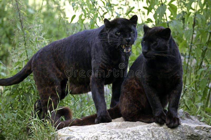 Black Panther, Panthera Pardus, Adults Standing on Rock Stock Image ...
