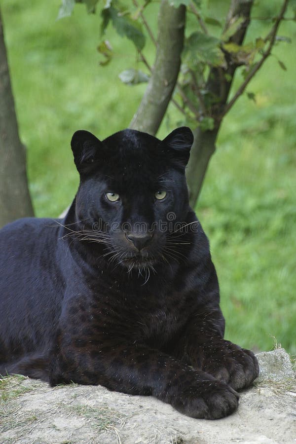 BLACK PANTHER Panthera Pardus, AUDLT STANDING on ROCK Stock Photo ...