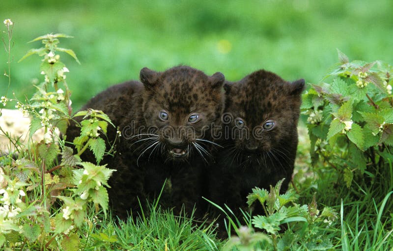 Black Panther, Panthera Pardus, Adult Snarling, in Defensive Posture ...