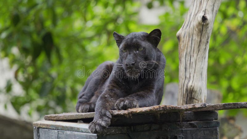 Black Panther Feeding on a Piece of Prey Stock Footage - Video of ...