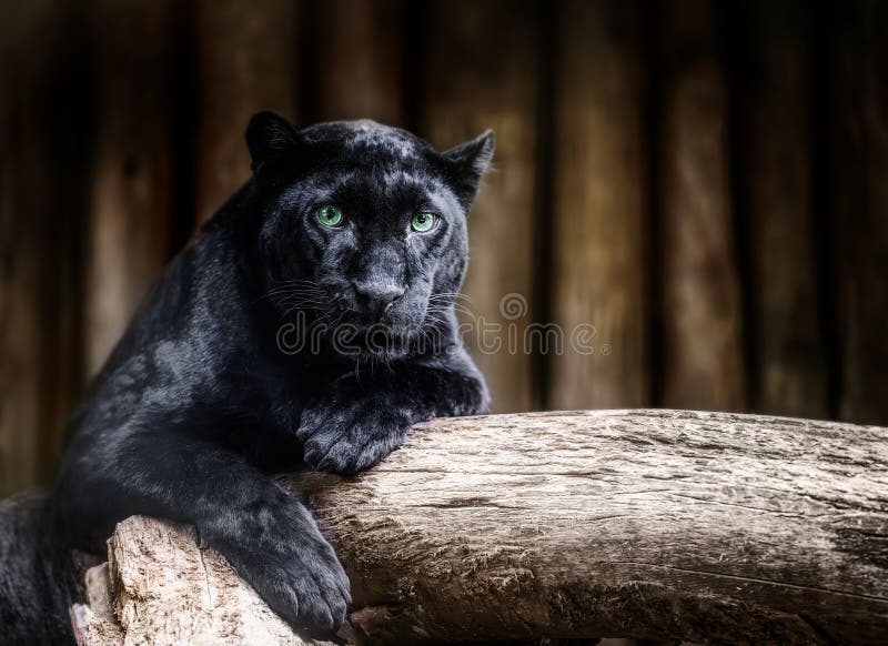Black Panther Resting on a Tree Branch, Staring Intensely at the Camera ...