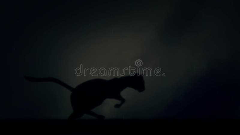 Black Panther Feline Run Cycle Green Screen 3D Rendering Animation ...