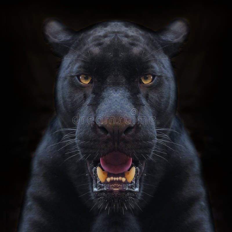Black Panther Shot Close Up Stock Photo - Image of expressive, furious ...